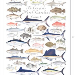18x24 Fishes of the North Carolina Coast Poster, North Carolina Fish ...