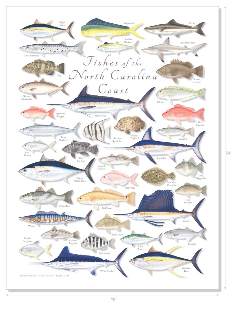 18x24 Fishes of the North Carolina Coast Poster North - Etsy