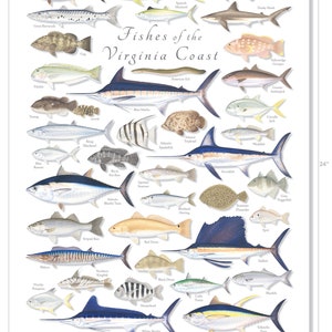 18x24 Fishes of the Virginia Coast Poster; Virginia Saltwater Fishes ...