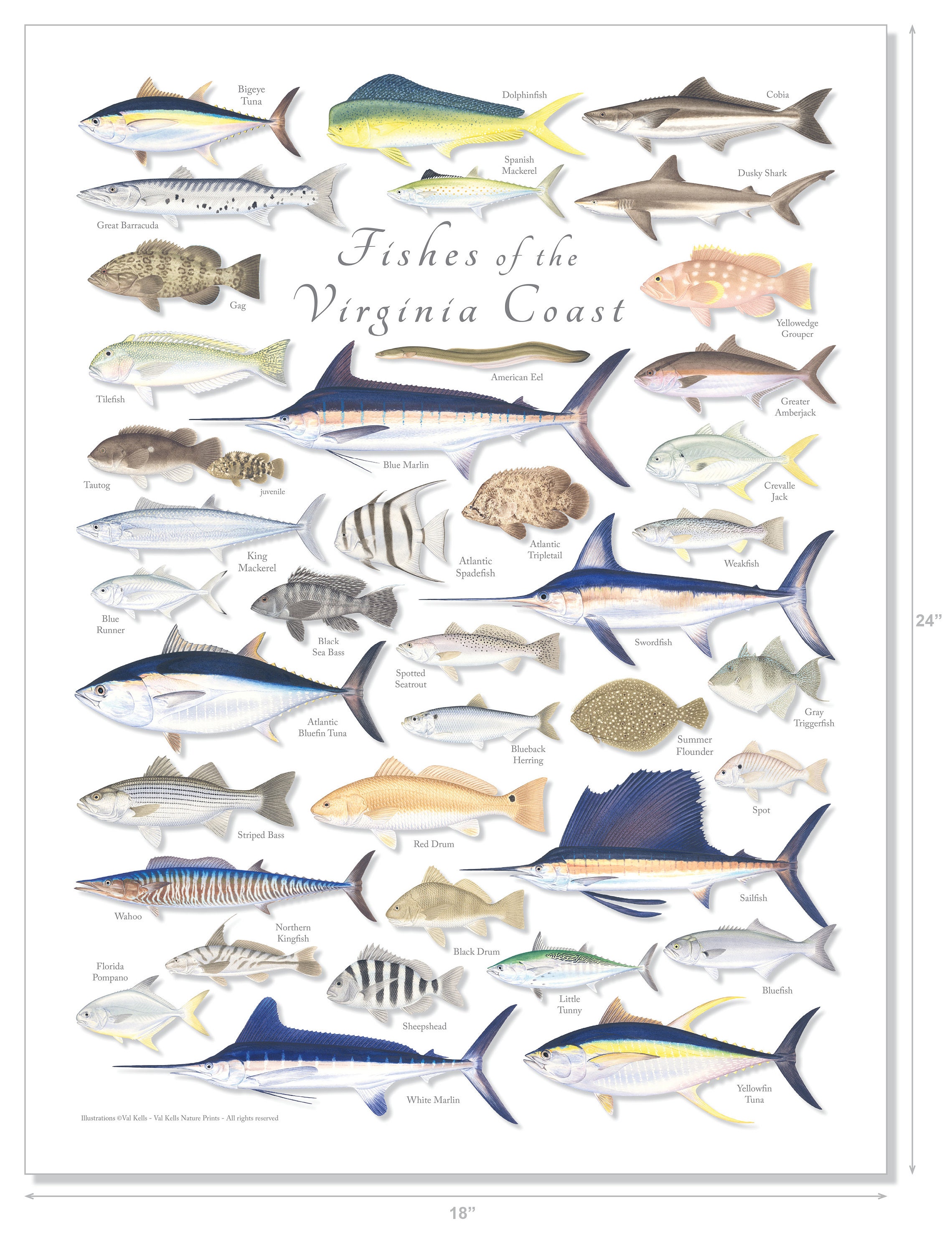 Saltwater Fish Chart