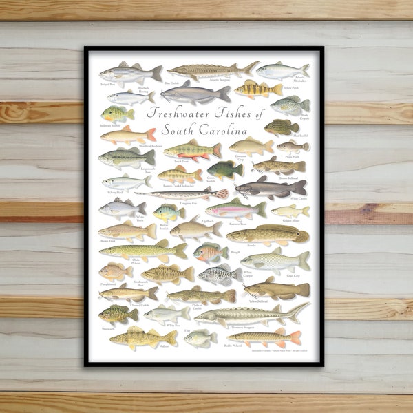 Fish Poster - Etsy