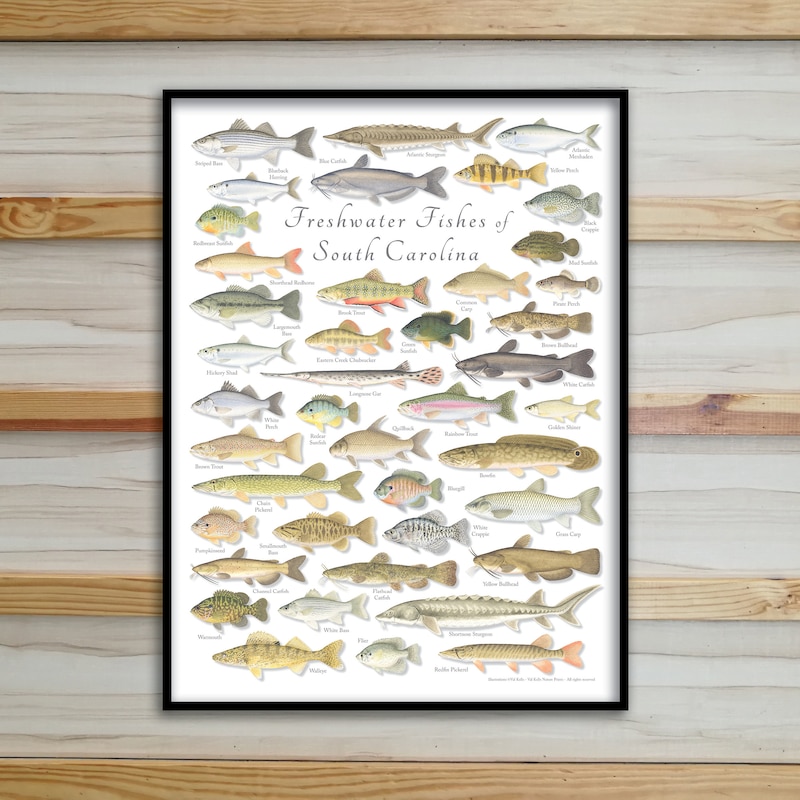 Freshwater Fish - Etsy
