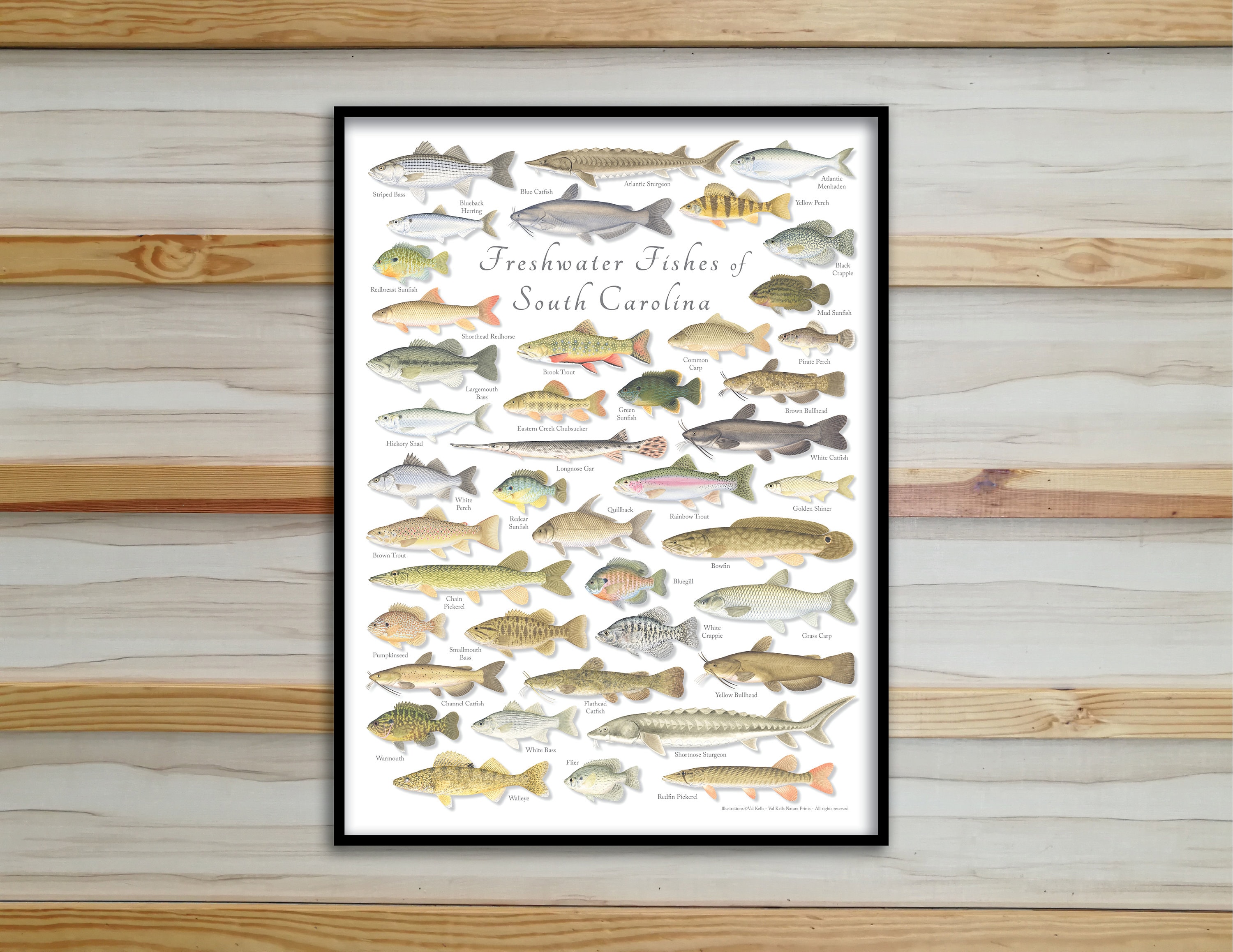 18x24 Freshwater Fishes of South Carolina Poster South Carolina ...