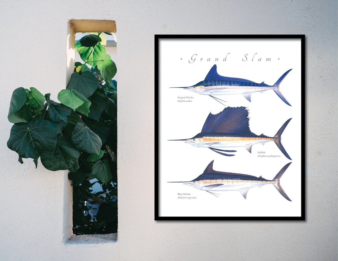 Striped Marlin, Sailfish, Blue Marlin Grand Slam Giclee Print; Striped ...