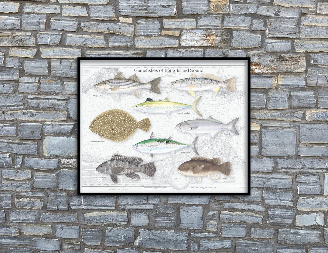 20x16 Gamefishes of Long Island Sound Poster; Fishes of Long Island ...