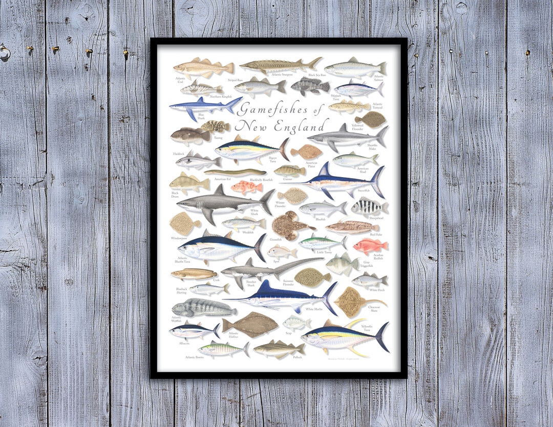 18x24 Gamefishes of New England Poster, New England Fish Poster, New ...