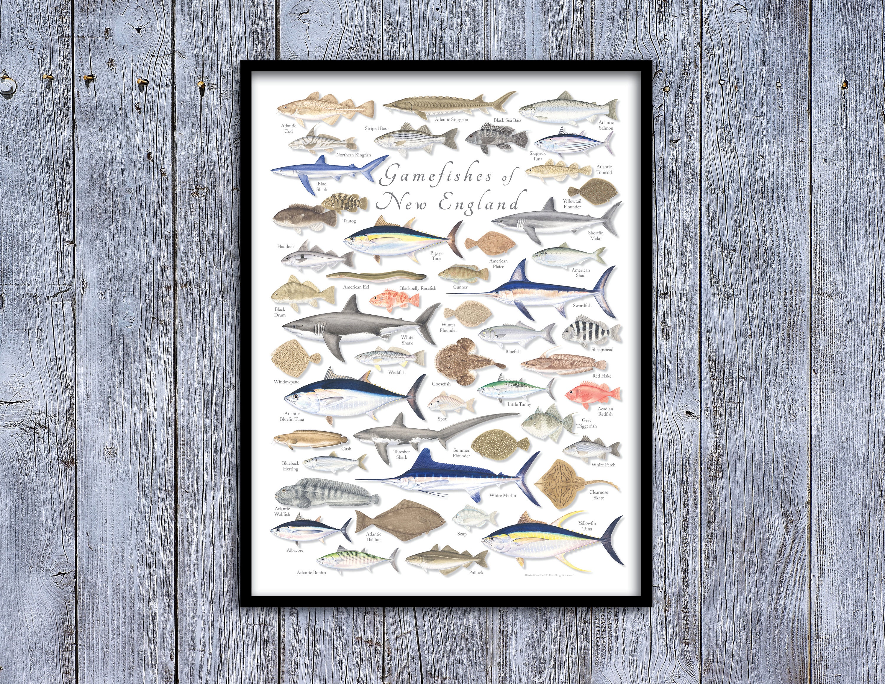 Fish Poster Charting Nature Gamefish Of The Saltwater Flats And