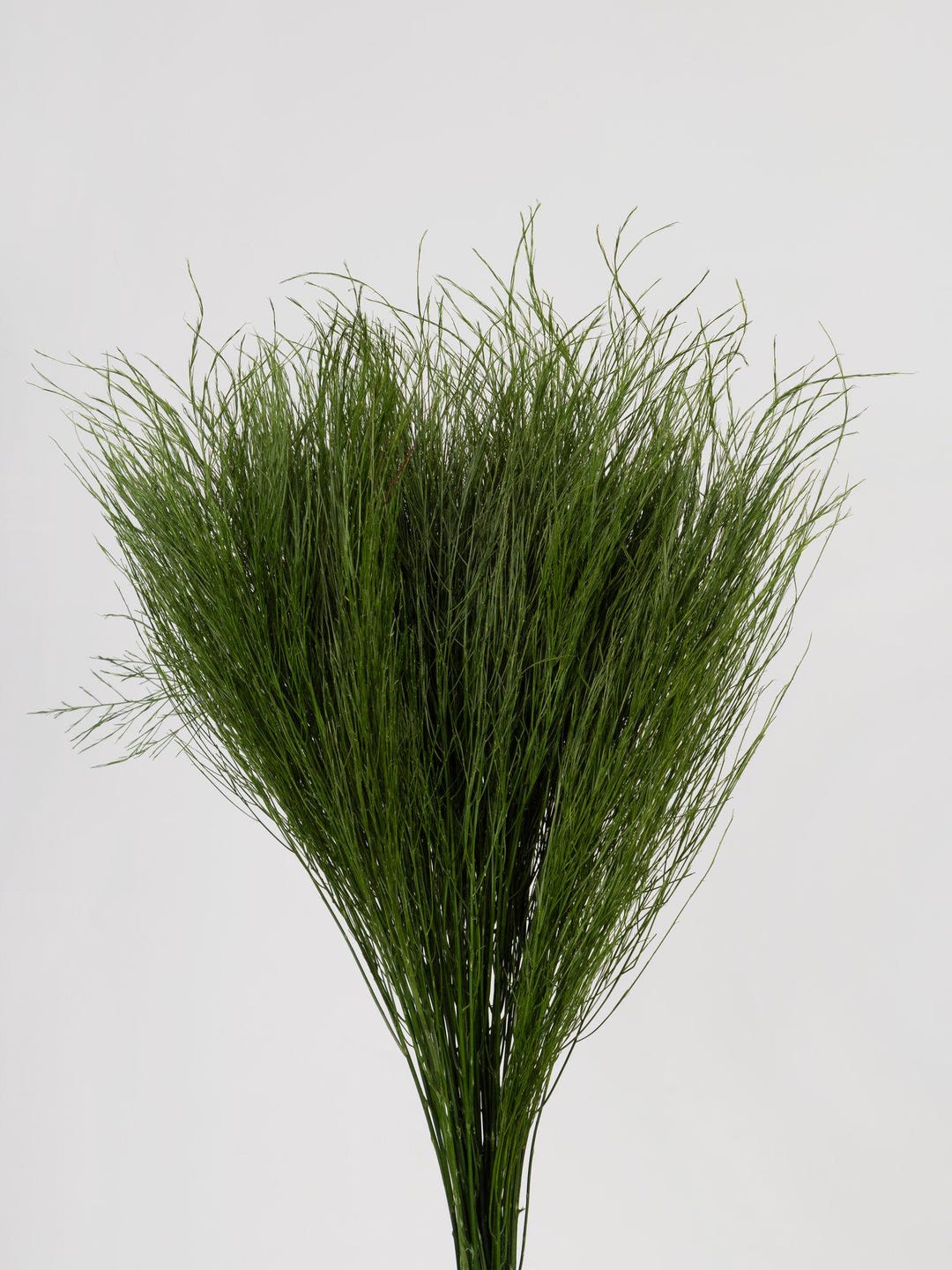 Preserved Tiki Grass Green 40-50 Cm (TIK/0104) - Exotic Stabilized ...