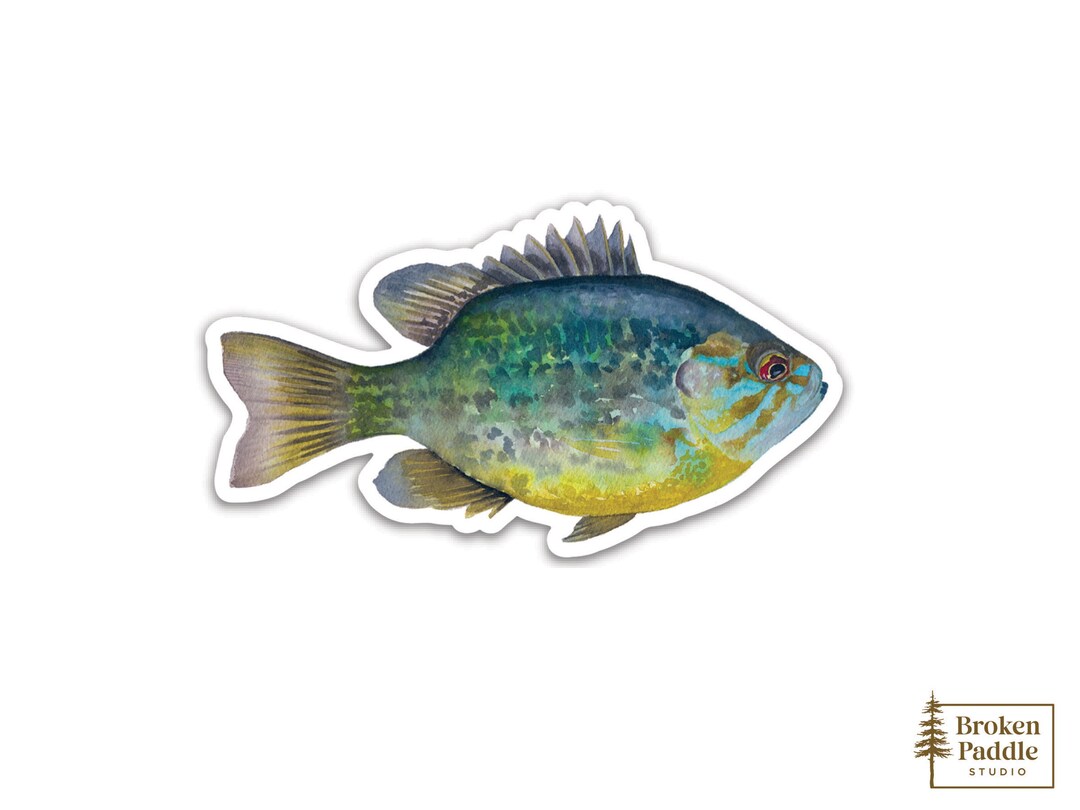 Bluegill Sunfish Sticker: Watercolor Fish Art Decal - Etsy