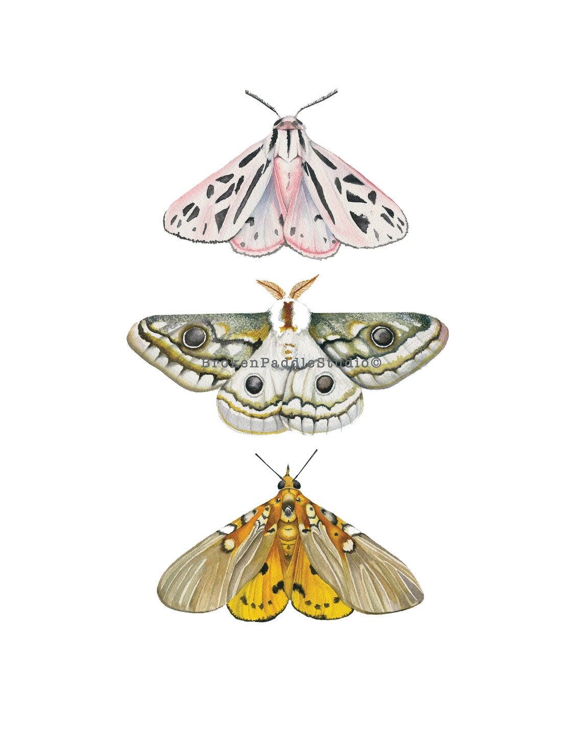 Moth Art Moth Art Print Moth Print Butterfly Art Insect - Etsy