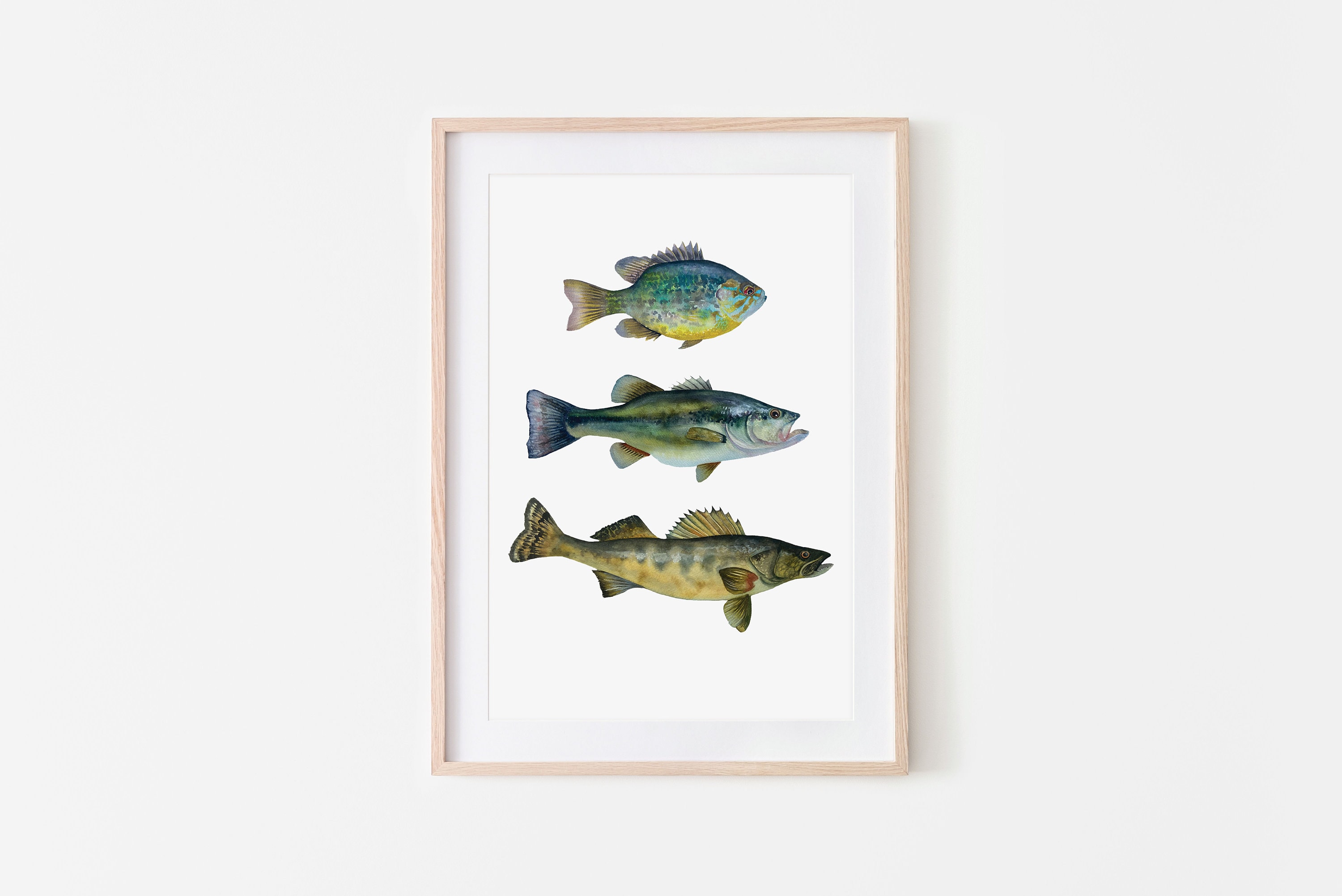 Freshwater Fish Watercolor Art Print: Midwest Lake Cabin Decor - Etsy