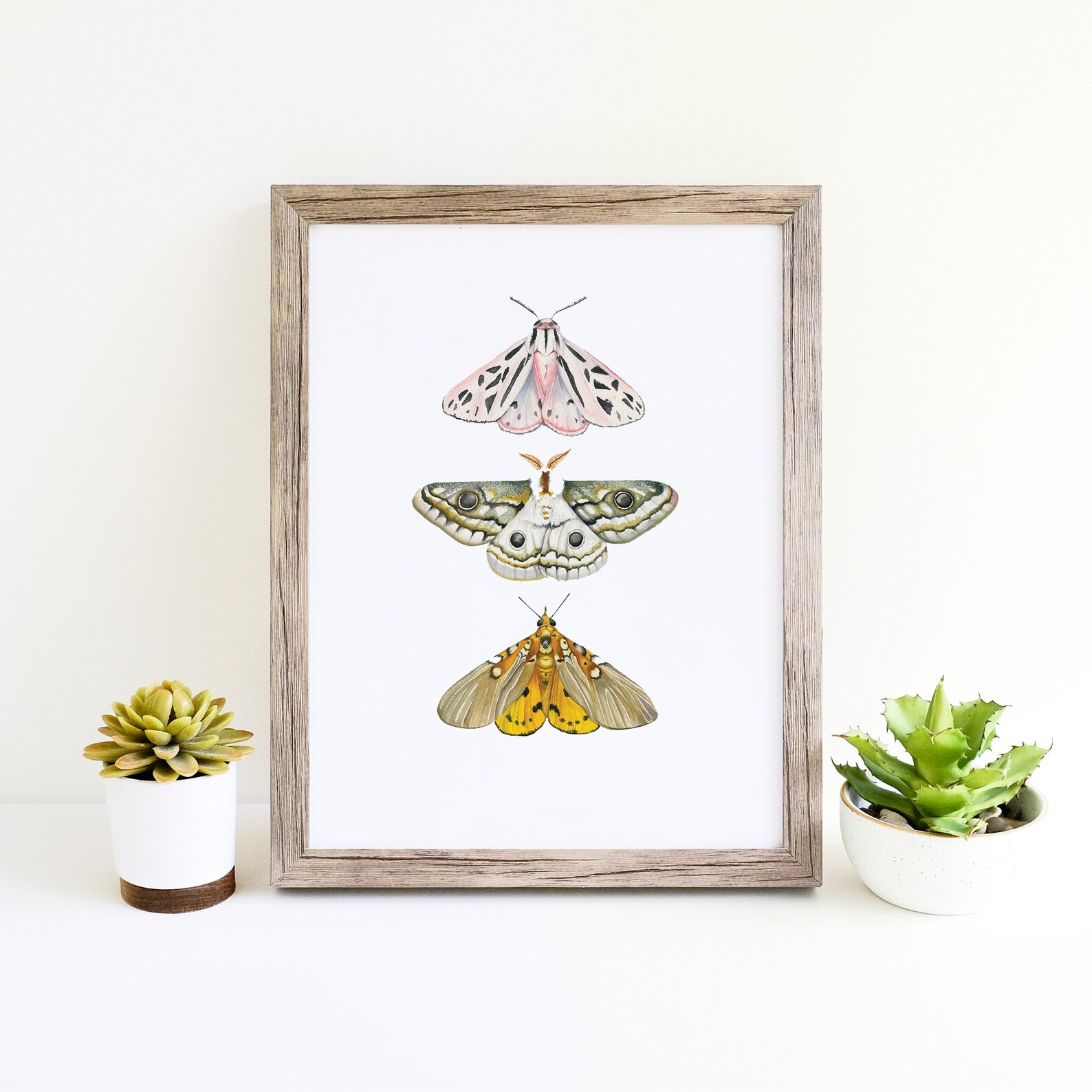 Moth Art Moth Art Print Moth Print Butterfly Art Insect - Etsy