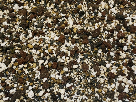 Lithops Potting Mix: Living Stone Mimicry Plant Split Rock | Etsy Canada