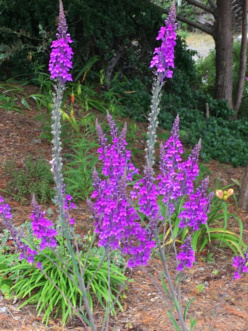 Linaria purpurea Purple Toadflax 200 seeds | Etsy