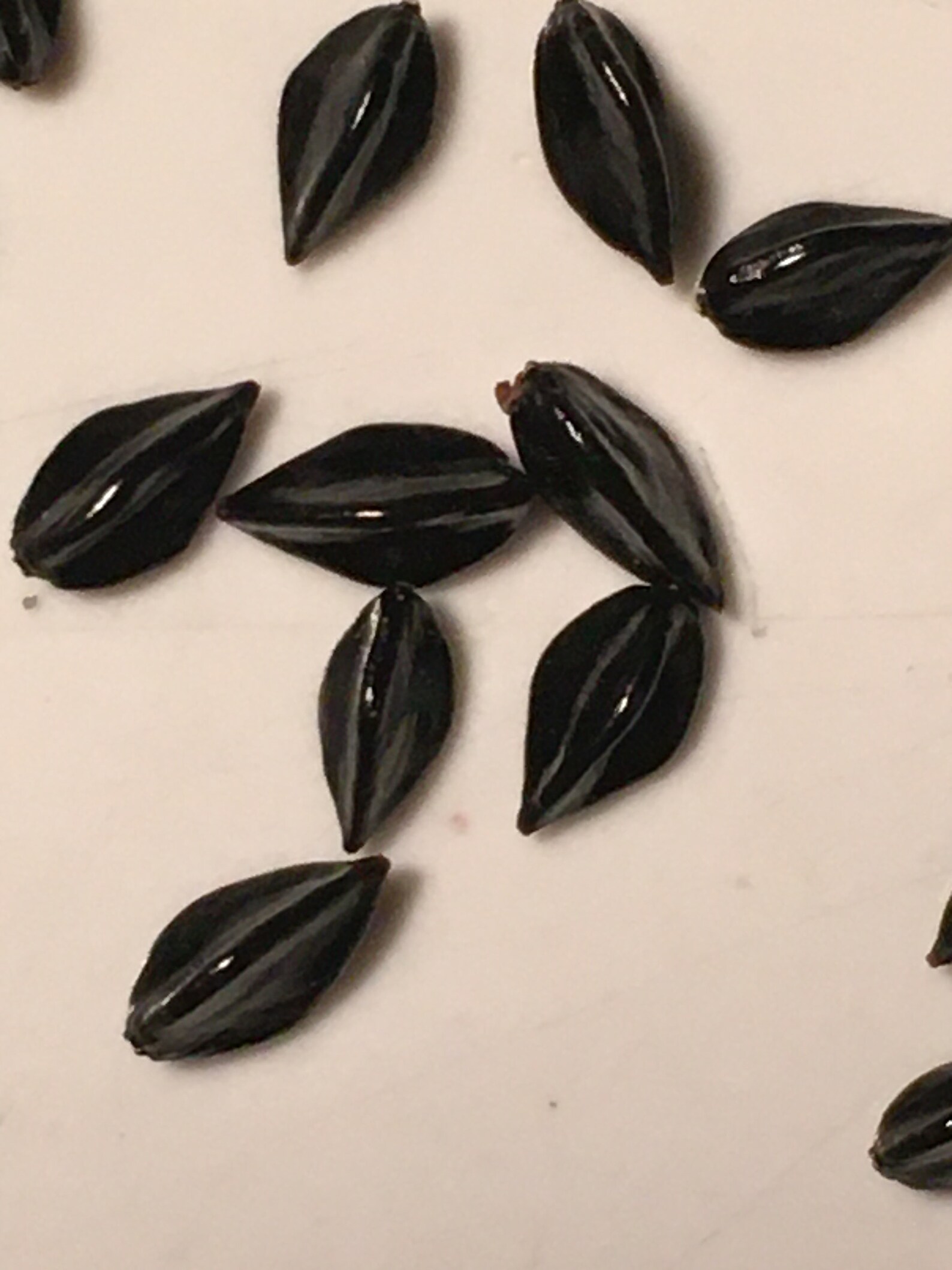 Polygonum Paronychia 20 Seeds Beach Knotweed | Etsy