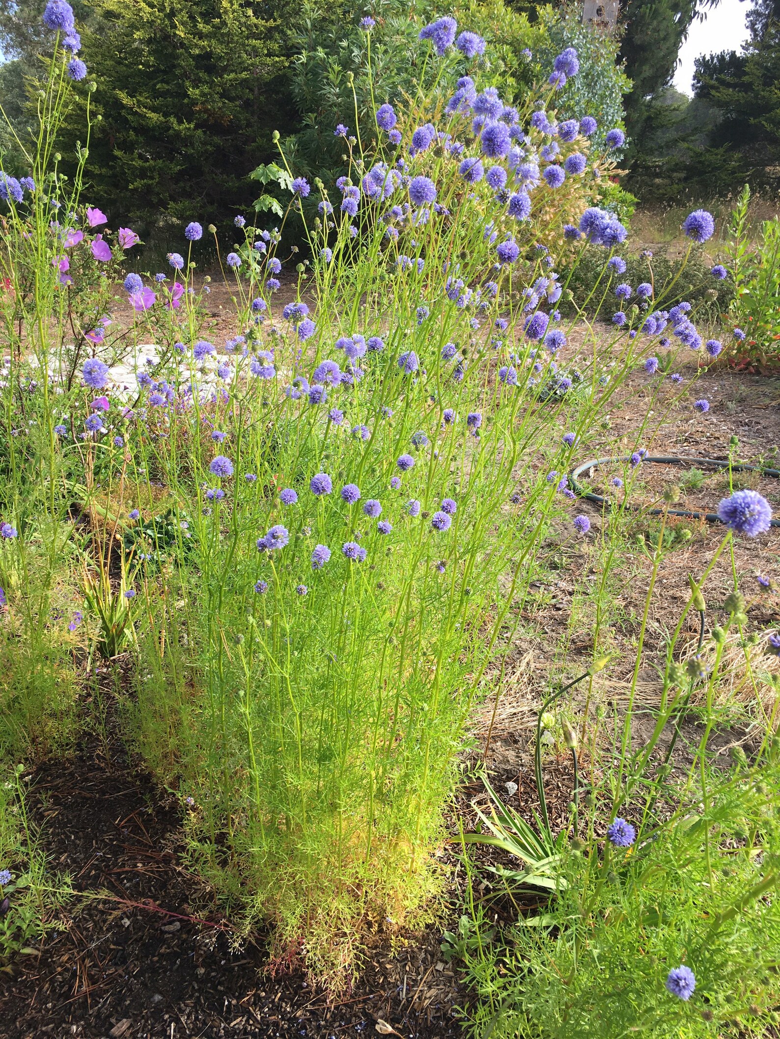 Gilia capitata 200 seeds Globe Gilia | Etsy