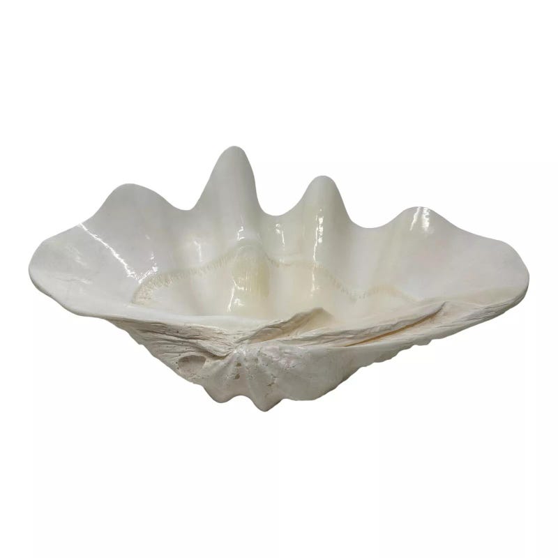 Clam Shell Bowl - Etsy