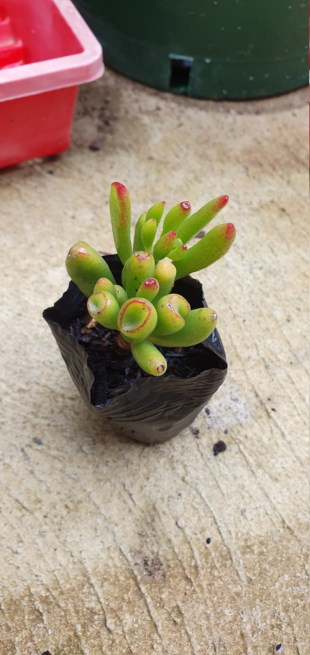 Succulent Cutting X 1 Cactus Shrek Ears Echeveria Crassula Ovata Gollum ...