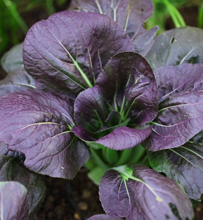 BOK CHOI Pak Choi Rot Lila 100 Samen Winter Gemüse garten Erbstück ...