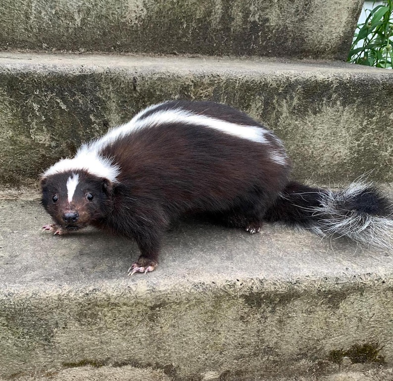 Skunk Taxidermy Full Mount - Etsy
