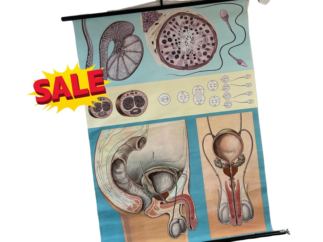 FINAL Pricing - Vintage 1980s Medical Anatomy Chart: Male Reproductive ...
