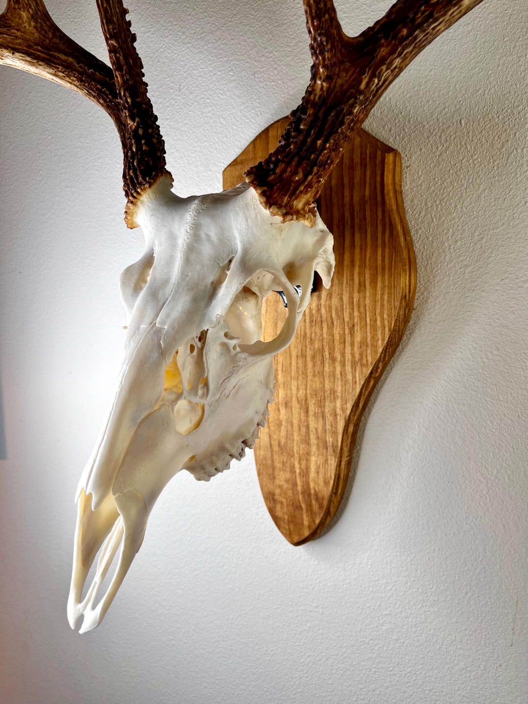 Deer Skull European Wall Mount Plaque Classic - Etsy