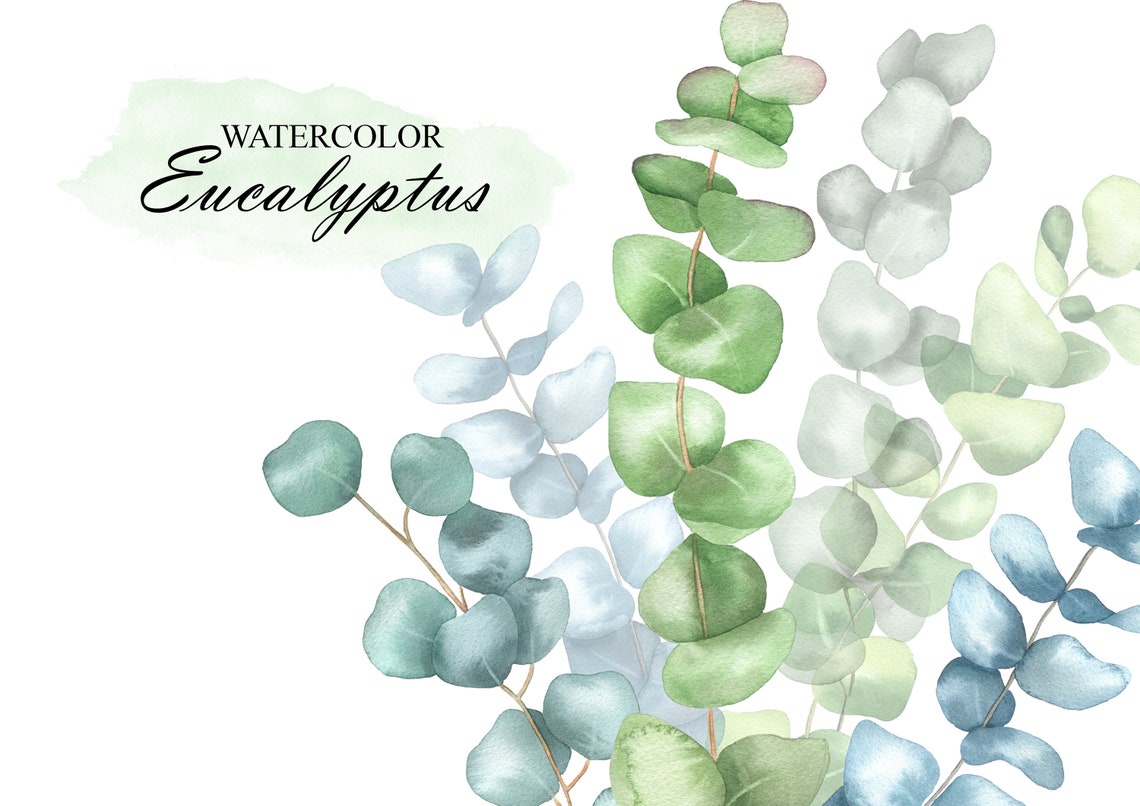 Watercolor Eucalyptus Leaves Clipart, Greenery Clip Art, Eucalyptus ...