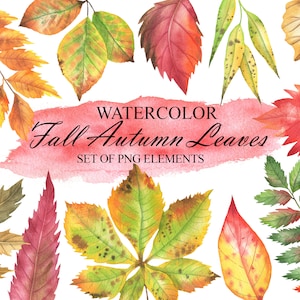 Watercolor Fall Leaves Clipart, Autumn Leaf of Chestnut, Maple, Oak ...