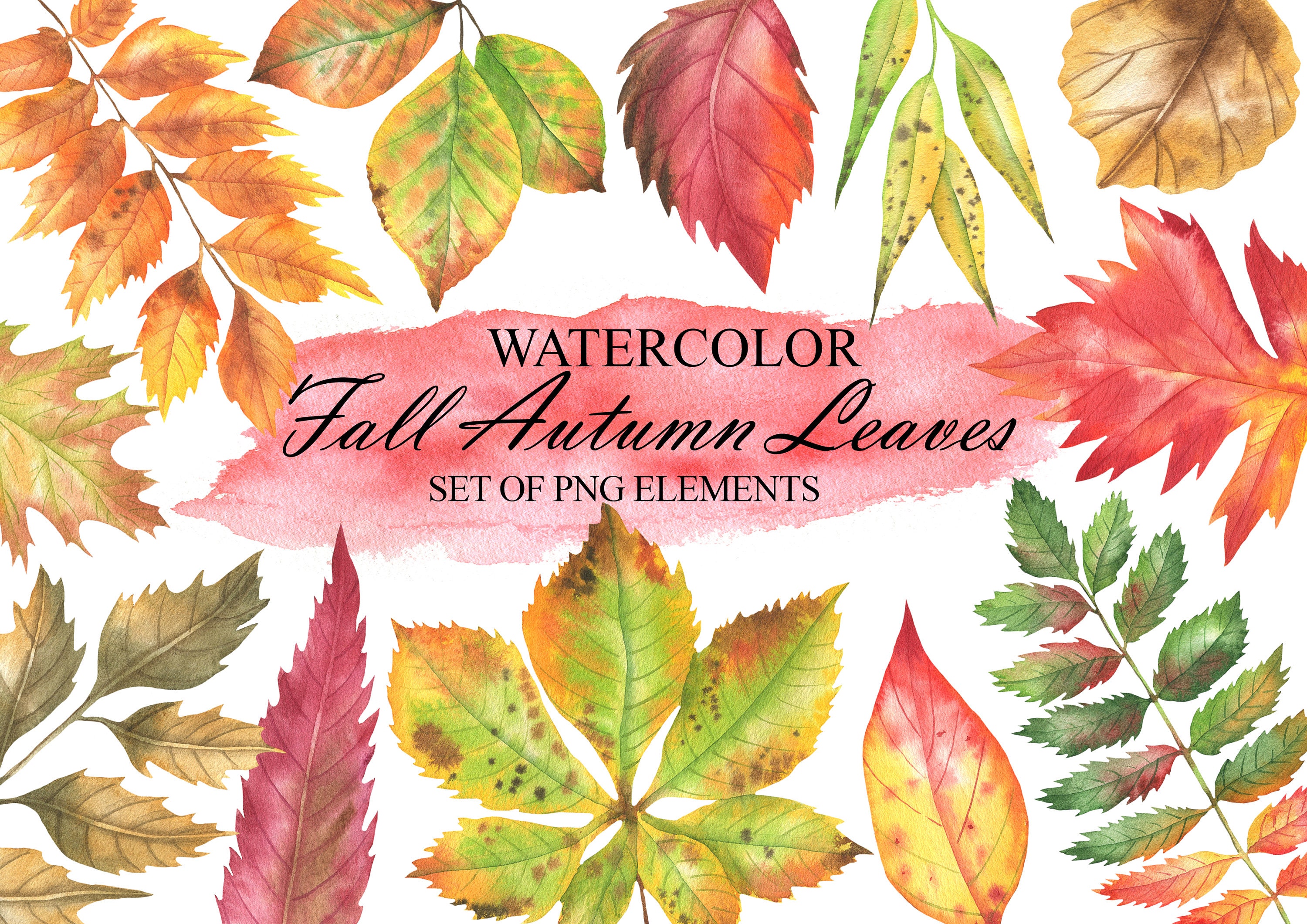 Watercolor Fall Leaves Clipart, Autumn Leaf of Chestnut, Maple, Oak ...