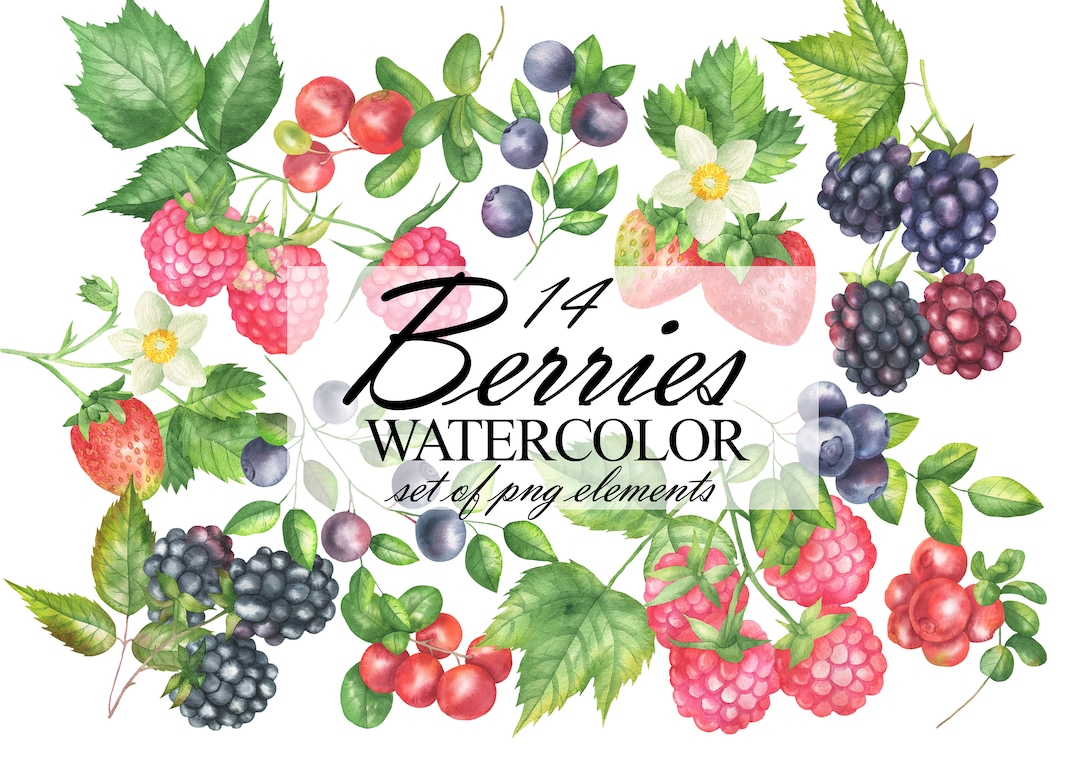 Wild Berry Watercolor Clipart, Forest Blueberries, Strawberries ...