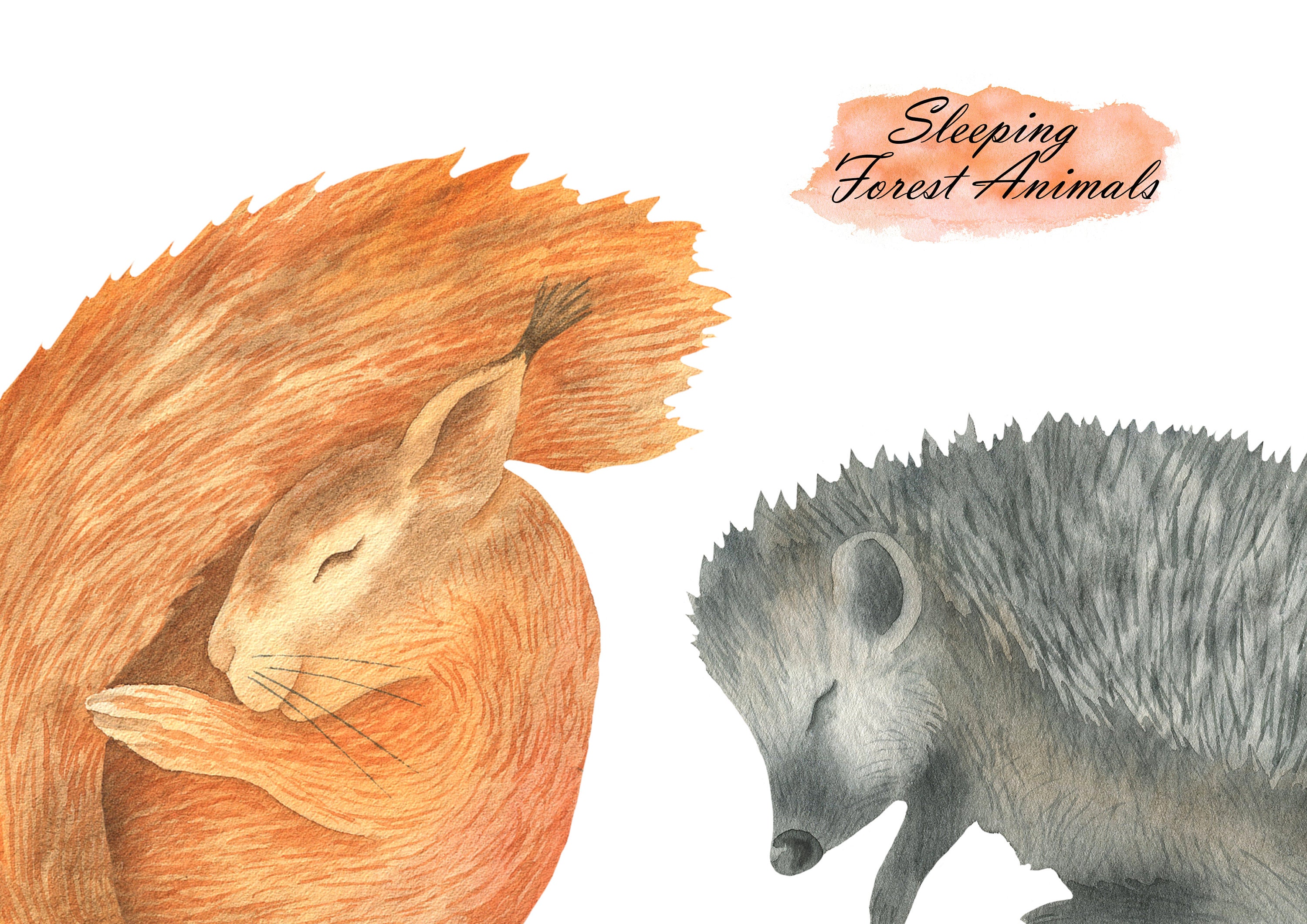 Sleeping Forest Animals Watercolor Clipart, Woodland Animal Clip Art ...