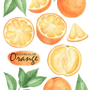 Watercolor Orange Fruit Clipart, Citrus Fruit Clip Art, Fresh Tropical ...
