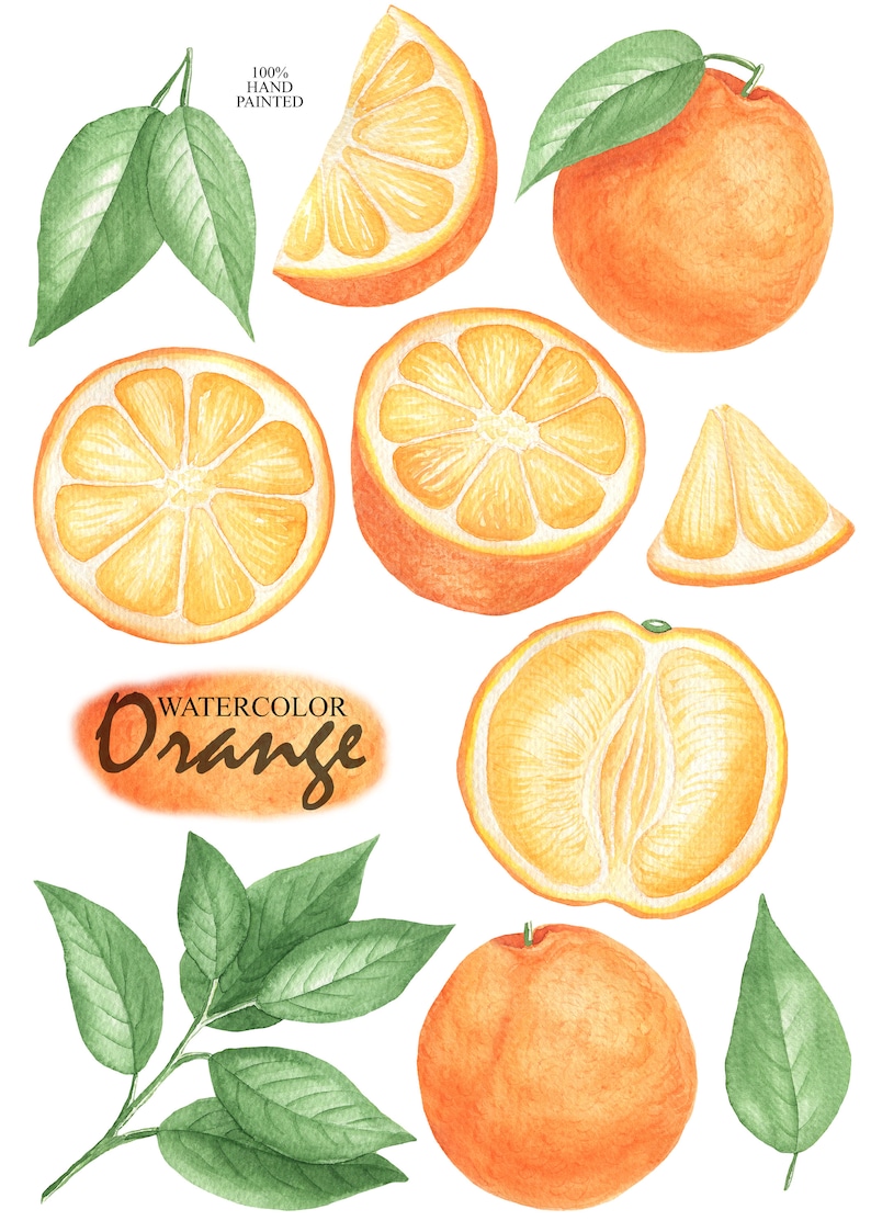 Watercolor Orange Fruit Clipart Citrus Fruit Clip Art Fresh - Etsy