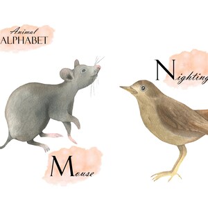Animal Alphabet Watercolor Clipart, Animals A-Z, Alphabet Animals ...