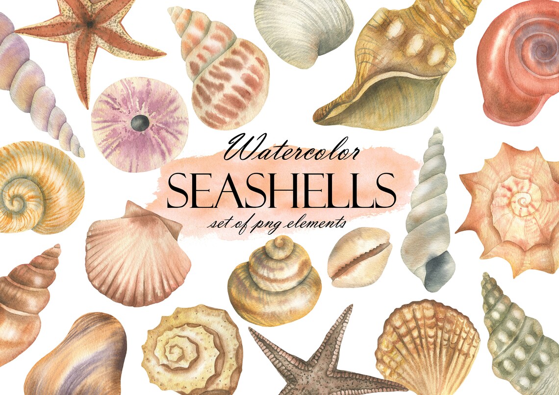 Watercolor Seashell Clipart Nautical Clip Art Sea Ocean Clip - Etsy