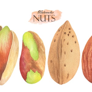 Nuts Watercolor Clipart, Pistachios, Hazelnut, Almond, Walnut, Cashew ...