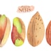 Nuts Watercolor Clipart, Pistachios, Hazelnut, Almond, Walnut, Cashew ...