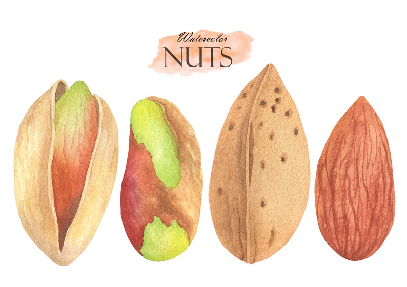 Nuts Watercolor Clipart, Pistachios, Hazelnut, Almond, Walnut, Cashew ...