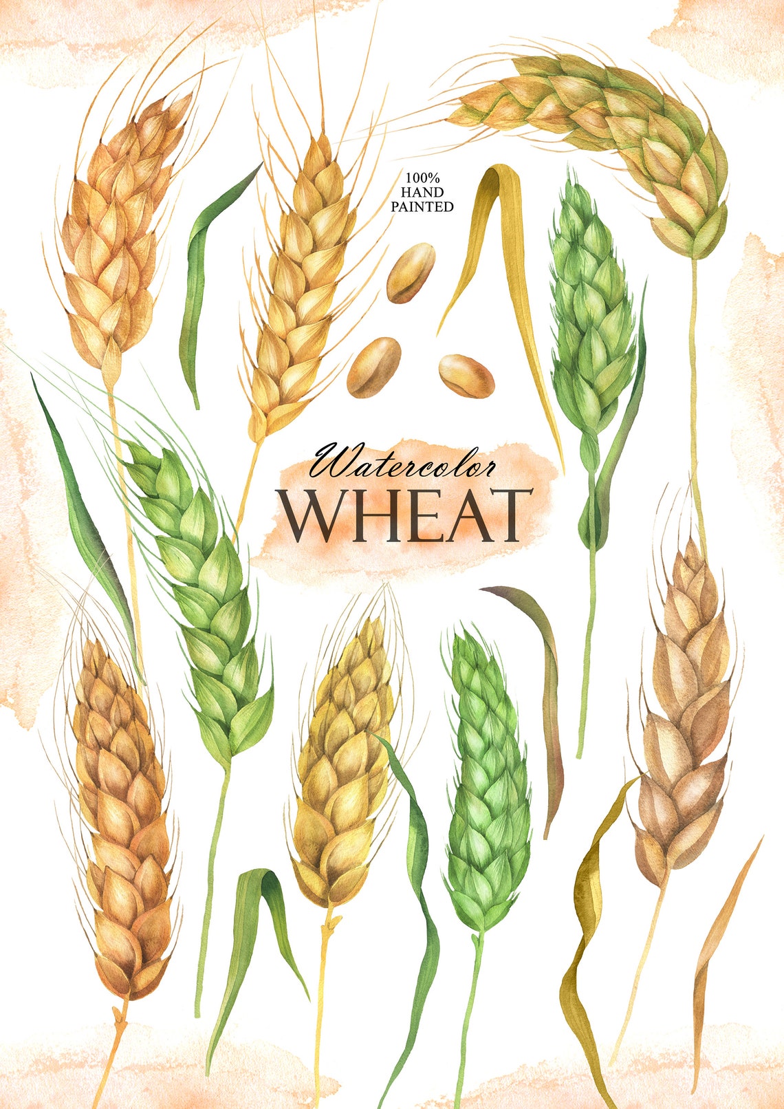 Watercolor Wheat Clipart, Golden and Green Wheat Clip Art, Farm Harvest ...