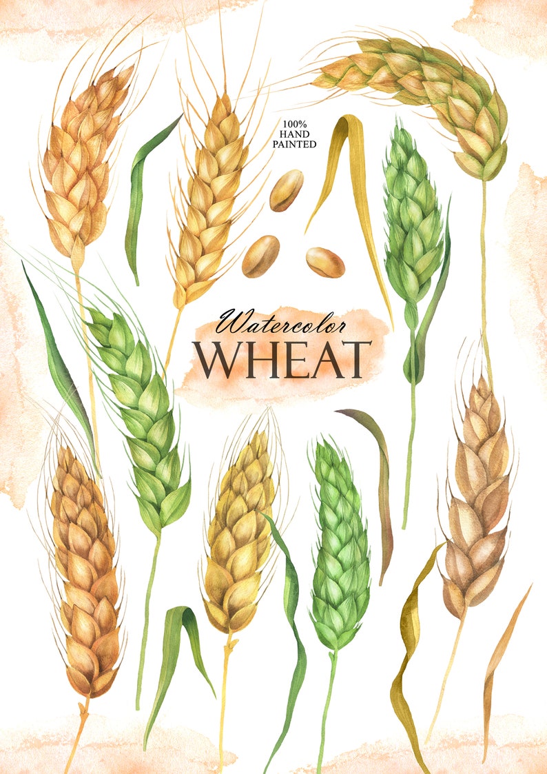 Watercolor Wheat Clipart, Golden and Green Wheat Clip Art, Farm Harvest ...