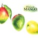 Mango Watercolor Clipart, Mango Clip Art, Slices of Mango, Fresh Fruit ...