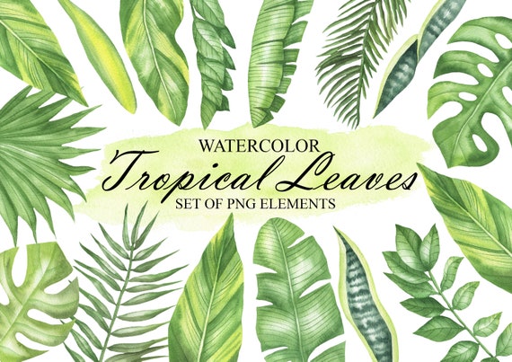 Tropical Leaves Watercolor Clipart Jungle Сlip Art Leaves of - Etsy