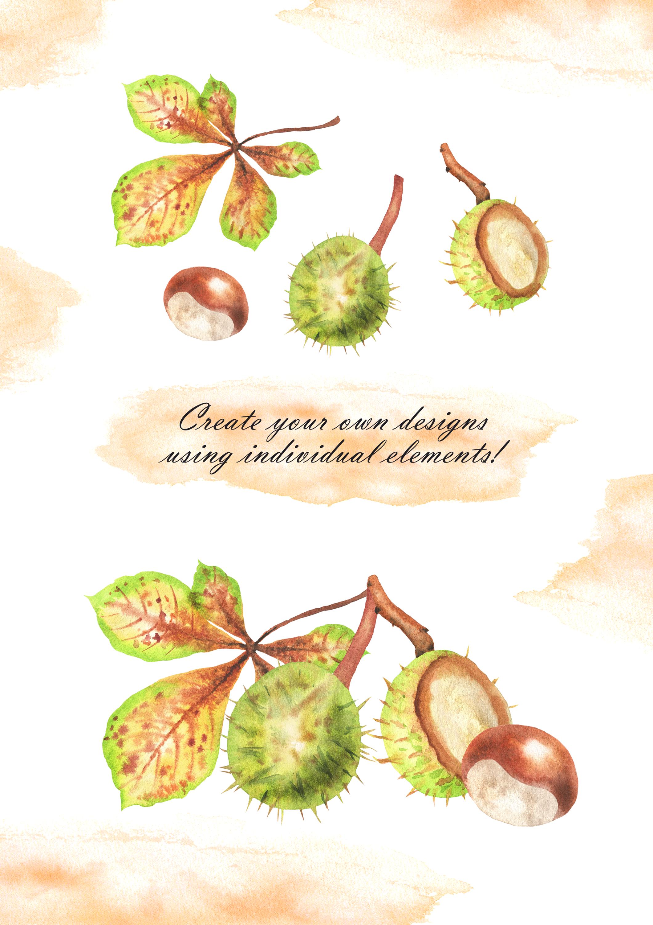 Watercolor Chestnuts Clipart for Autumn, Autumn Chestnut Clip Art Set ...