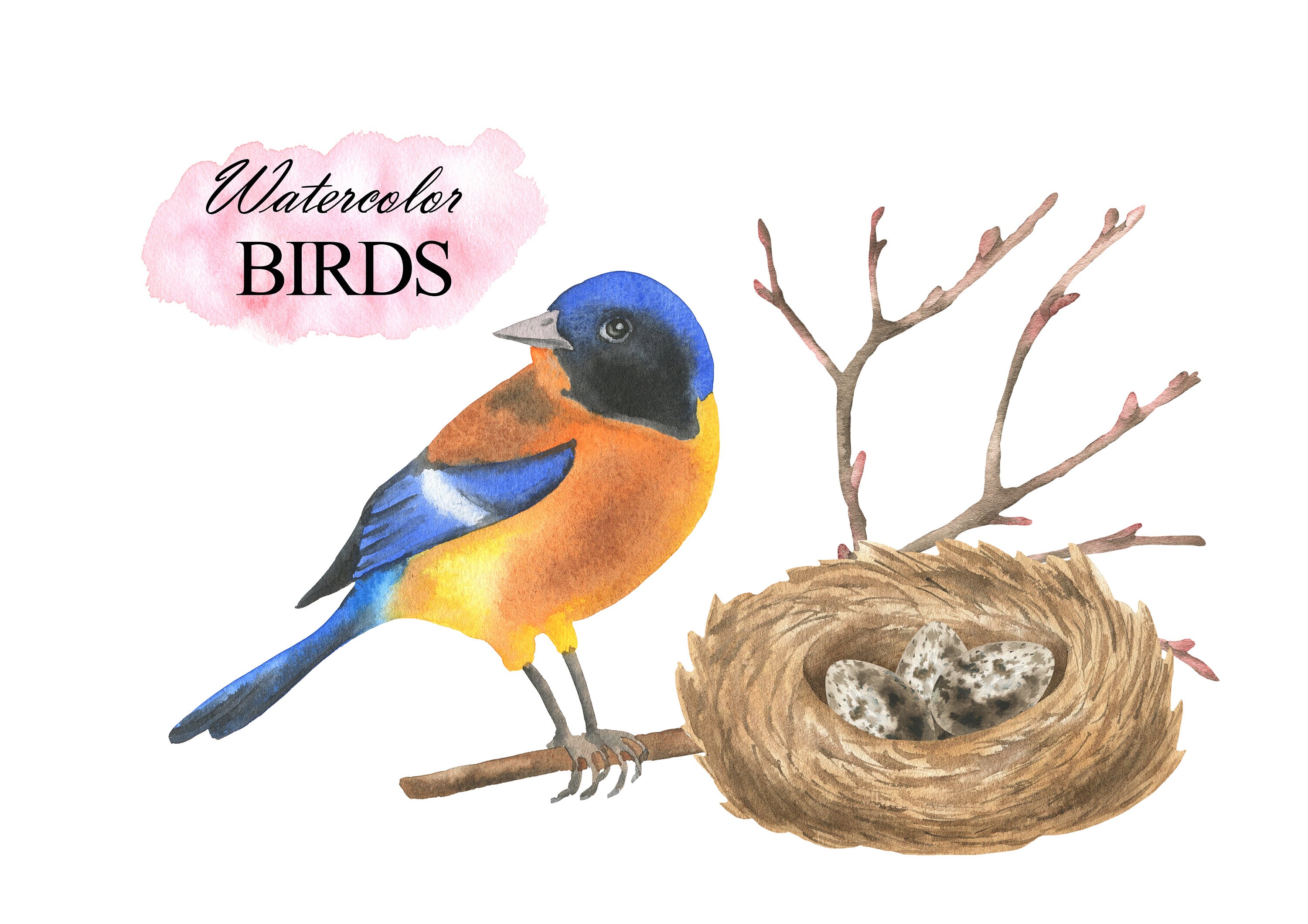 Watercolor Birds Clipart, Spring Bird Clip Art, Colorful Birds on ...