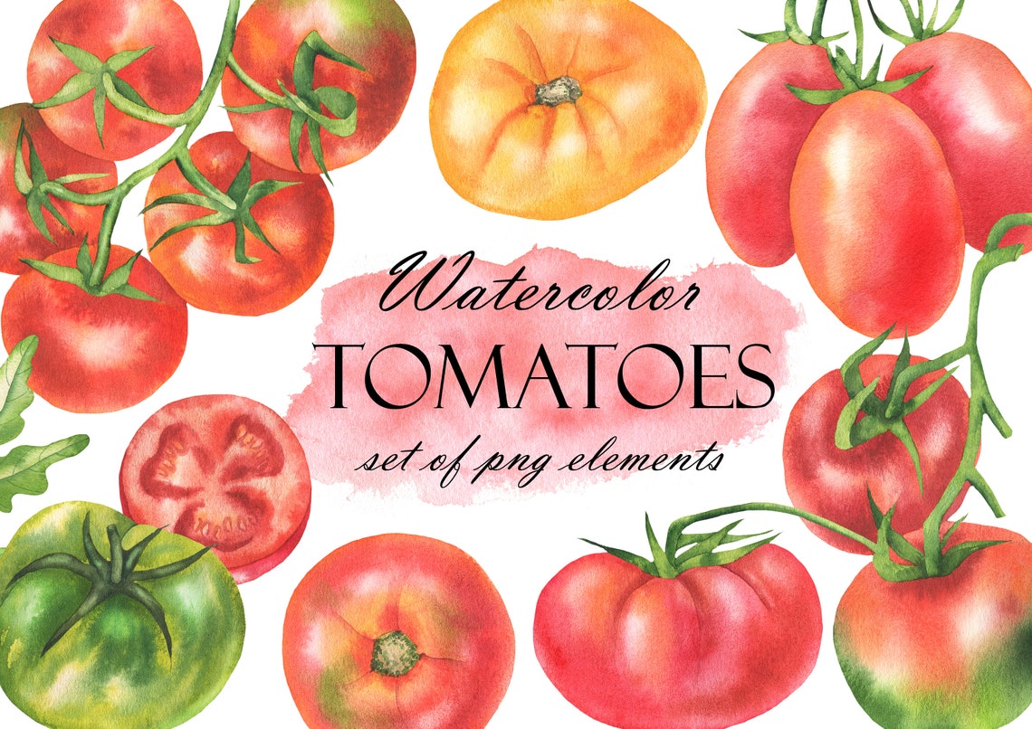 Watercolor Tomatoes Clipart Tomato Slices Clip Art Eco Farm - Etsy