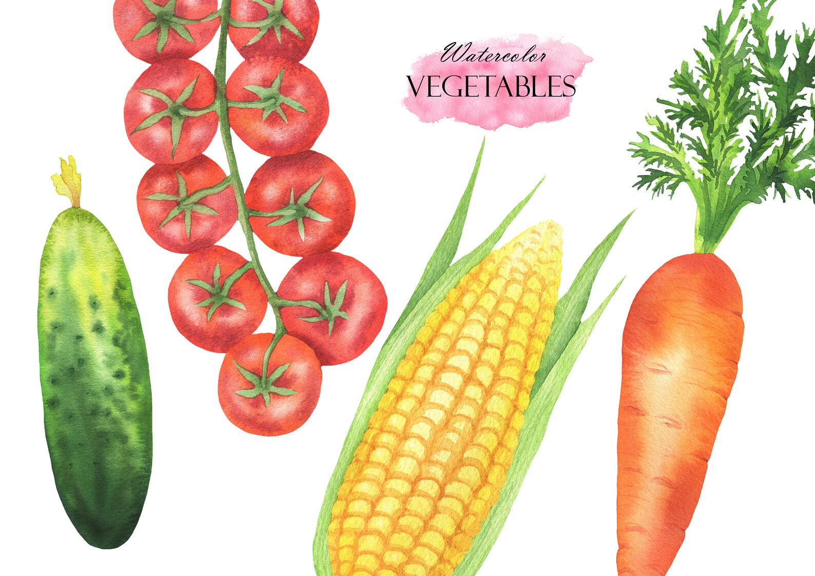 Watercolor Vegetable Clipart, Farm and Kitchen Cabbage, Tomato ...