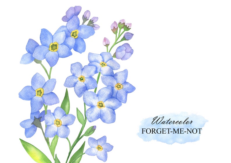 Watercolor Forget Me Not Clipart, Blue Flowers Clip Art, Spring Flowers ...