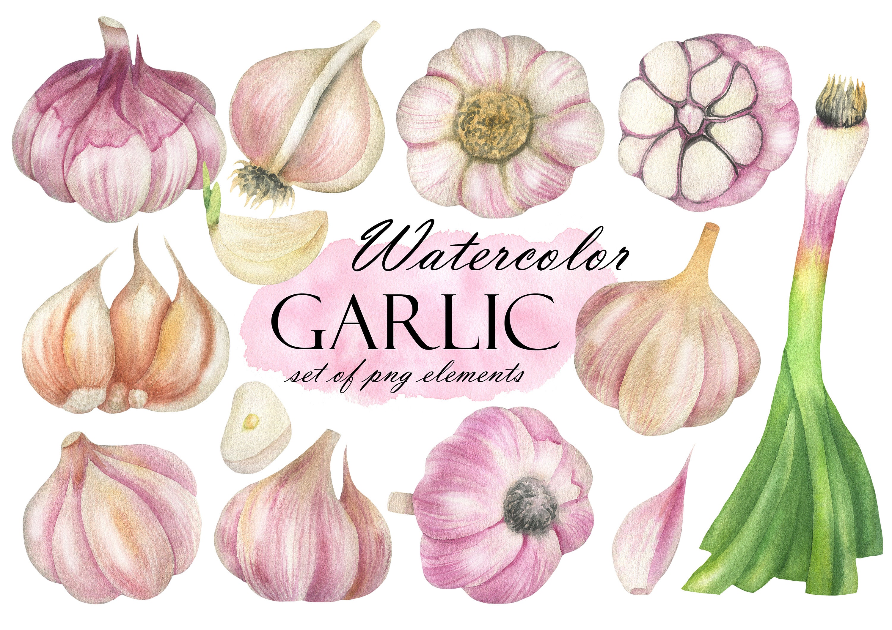 Watercolor Garlic Clipart Garlic Slices Clip Art Сlove of - Etsy
