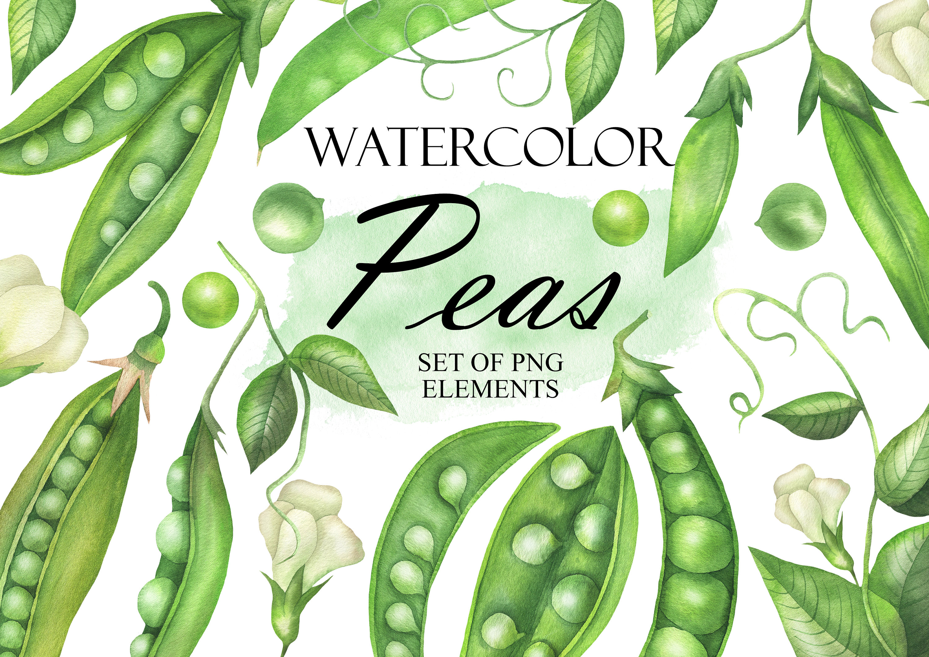 Watercolor Peas Clipart, Green Pea Clip Art, Eco Farm Vegetables, Fresh ...