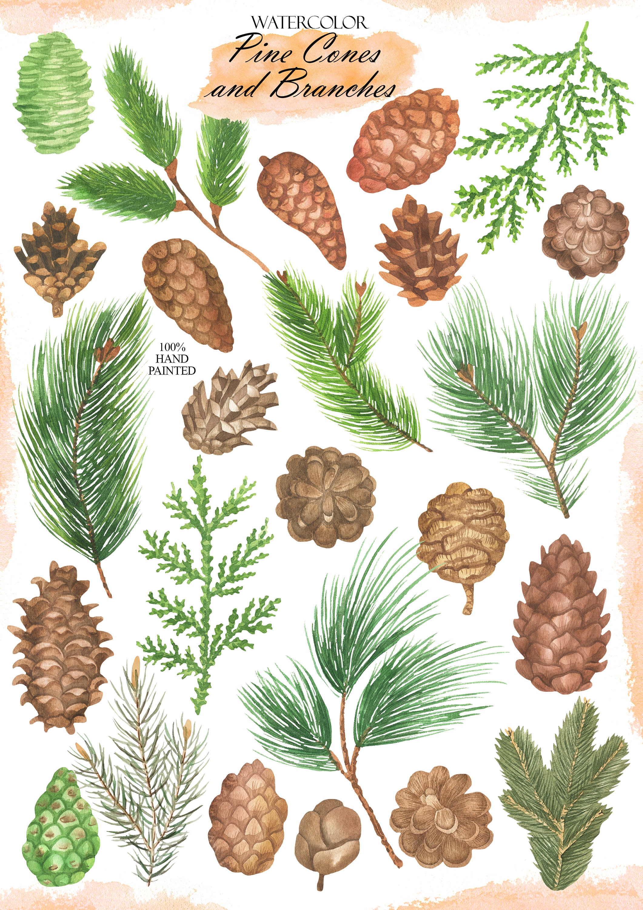 Pine Cones Watercolor Clip Art, Pine Branches Clipart, Christmas ...
